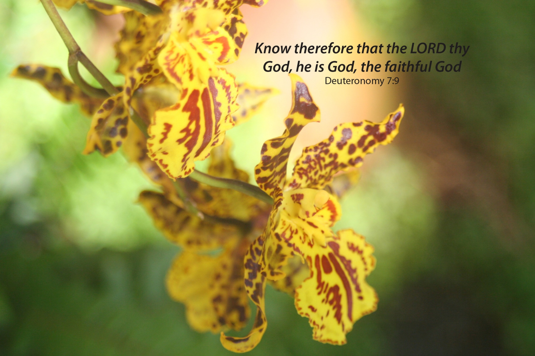 Gallery - New Testament Figures of Speech